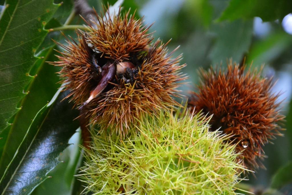 Homenageia o Castanheiro (Castanea sativa) como Planta do Mês ...