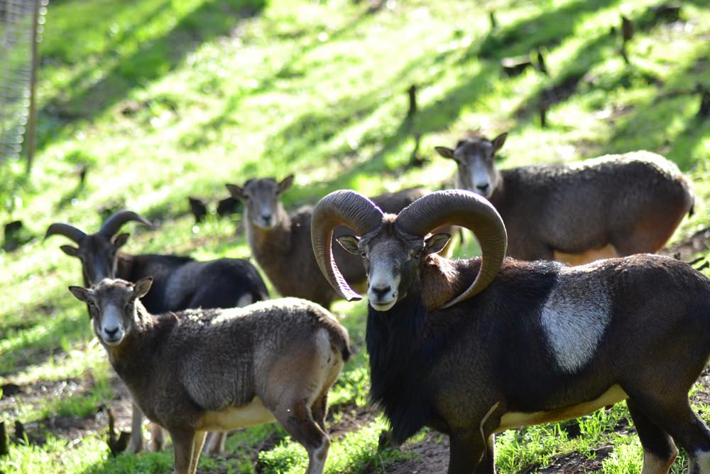 Muflão torna-se o animal do mês - Fundação ADFP